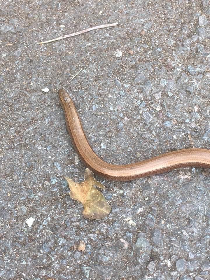 Robert Setchell-1589673600 - West Wales Biodiversity Information Centre