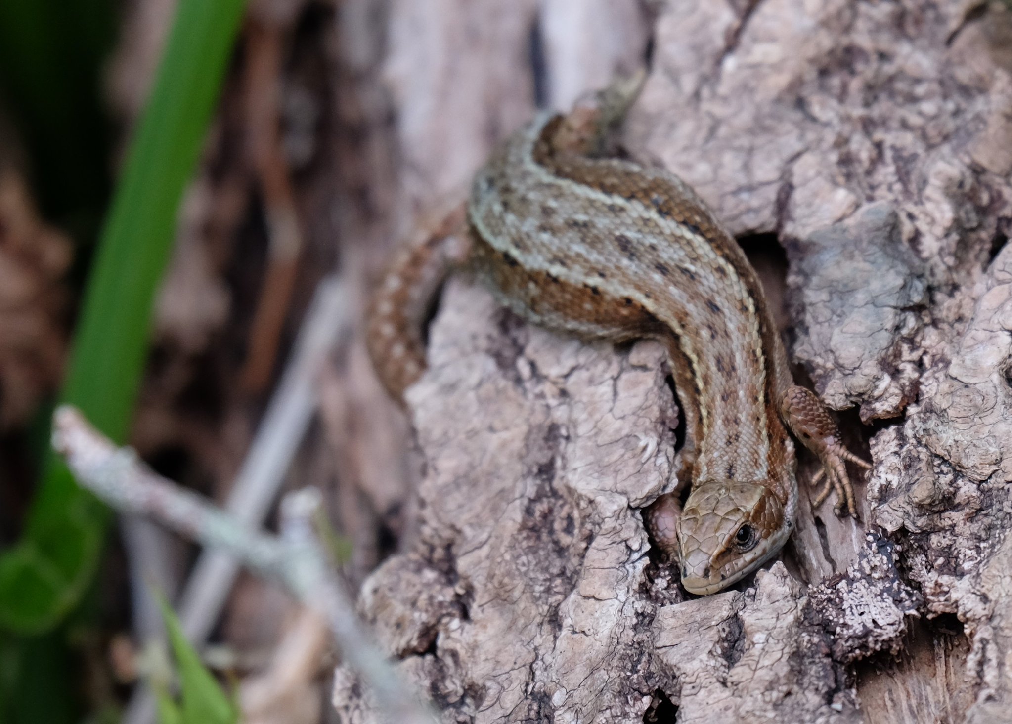 Common Lizard - West Wales Biodiversity Information Centre