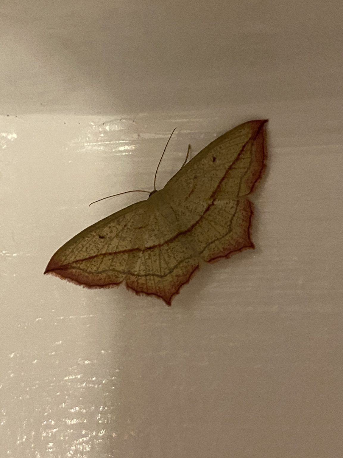 Blood-veined moth Archives - West Wales Biodiversity Information Centre