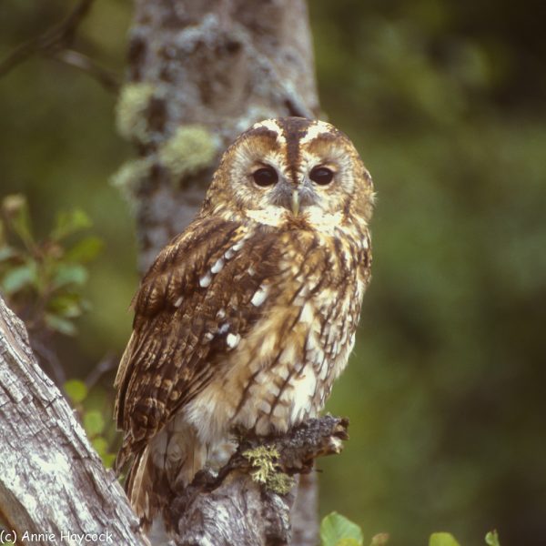 tawny owl - West Wales Biodiversity Information Centre