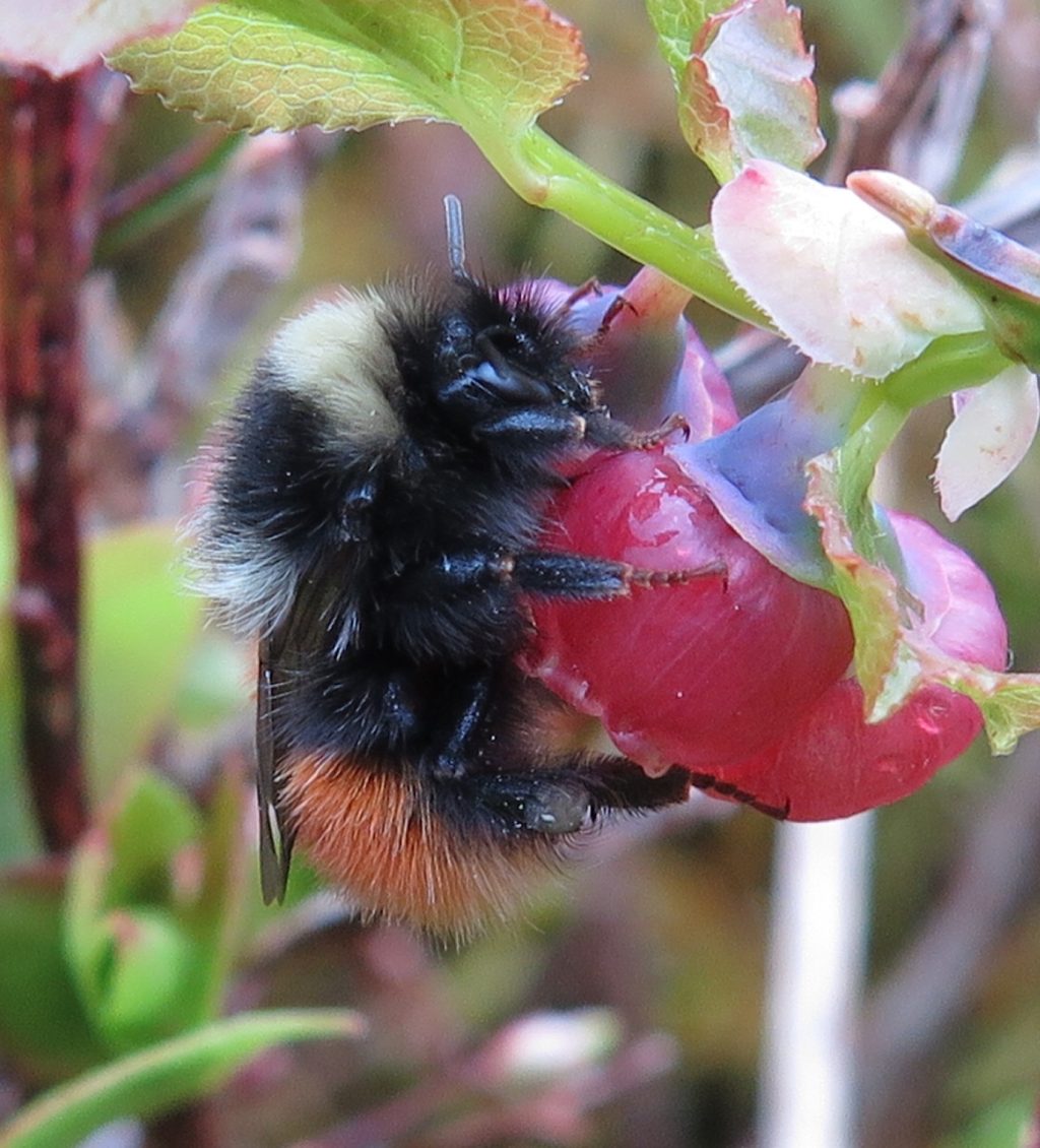All Wales Bilberry Bumblebee Hunt - West Wales Biodiversity Information ...