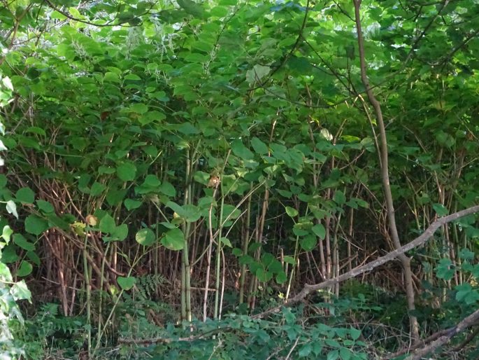 Invasives Archives - West Wales Biodiversity Information Centre