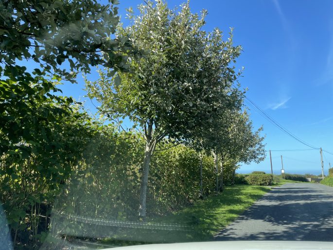 Invasives Archives - West Wales Biodiversity Information Centre