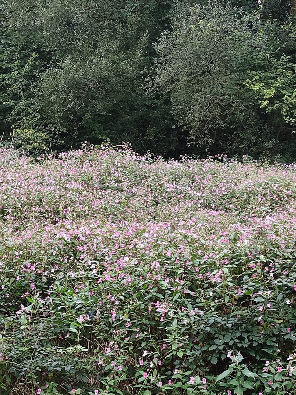 Invasives Archives - West Wales Biodiversity Information Centre