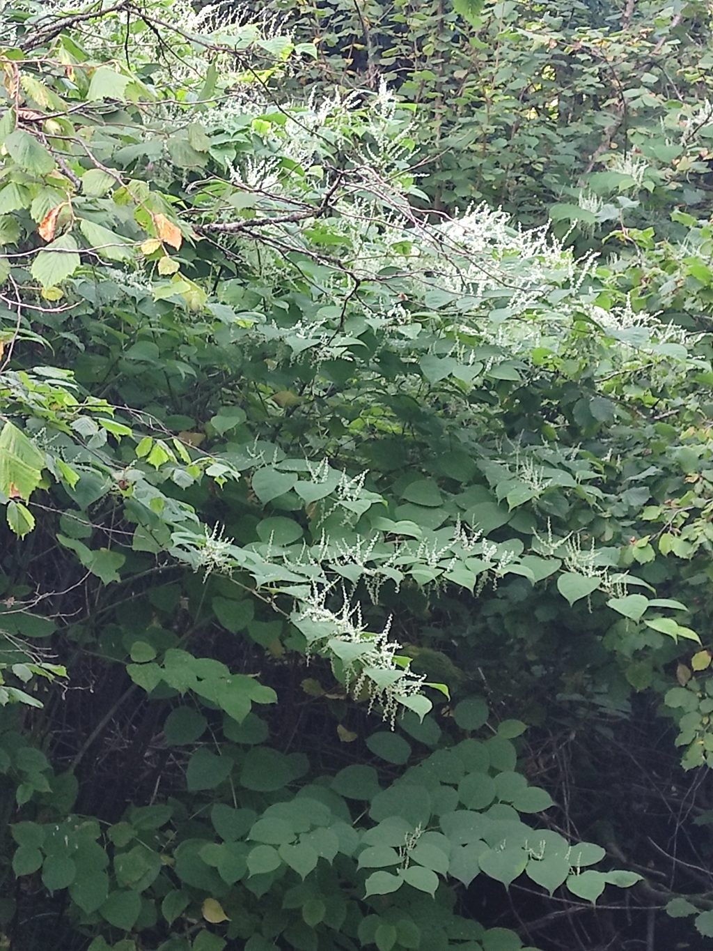 Invasives Archives - West Wales Biodiversity Information Centre