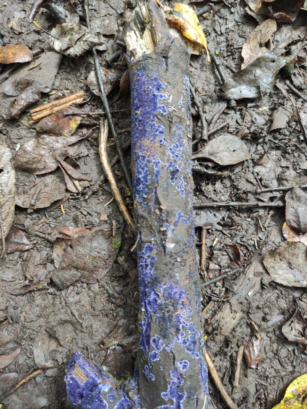 Invasives Archives - West Wales Biodiversity Information Centre