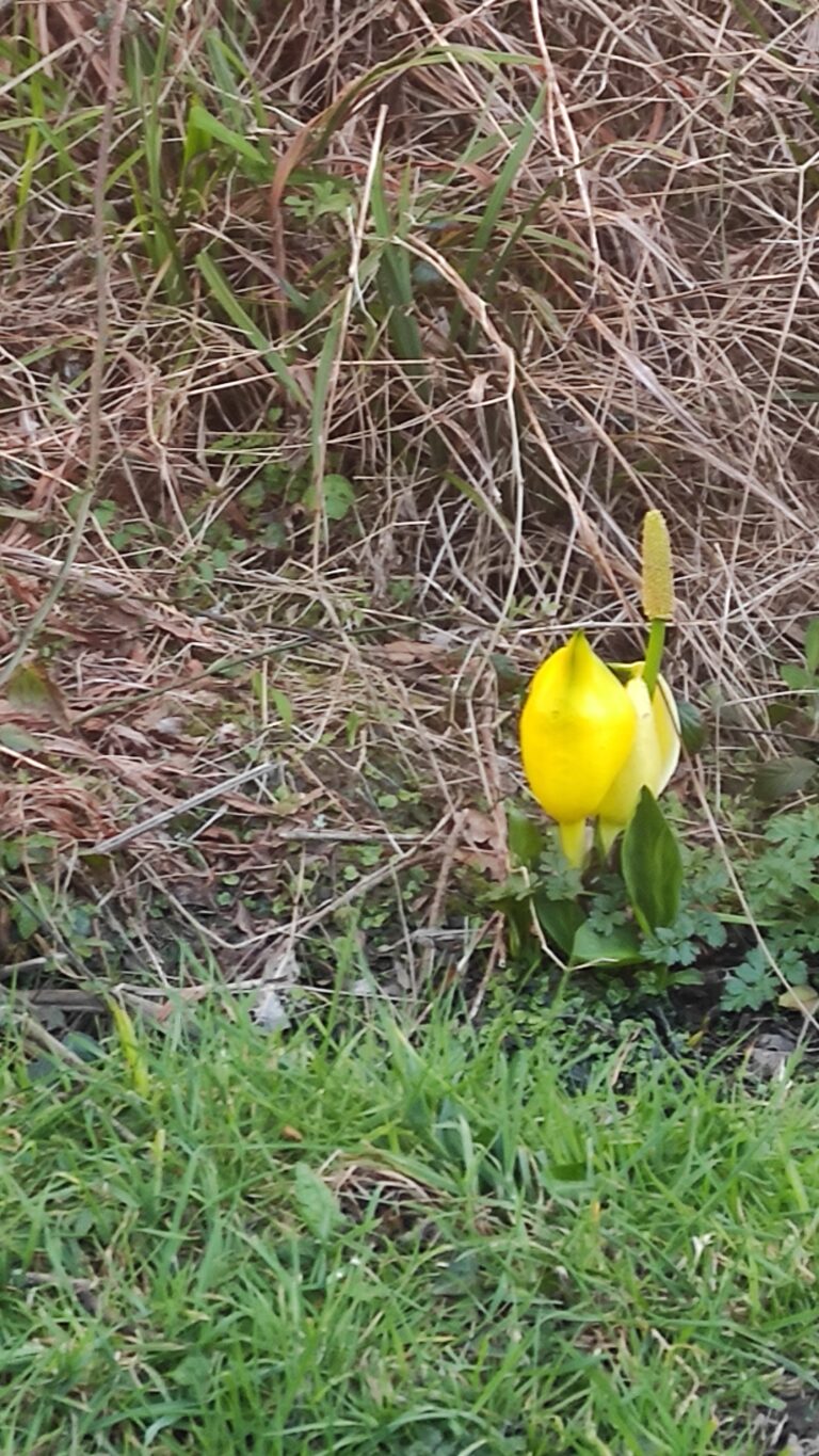 Invasives Archives - West Wales Biodiversity Information Centre